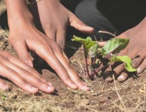 Home | OUR Ecovillage